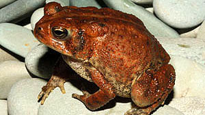 Kansas Herpetofaunal Atlas