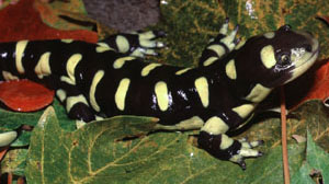 Kansas Herpetofaunal Atlas