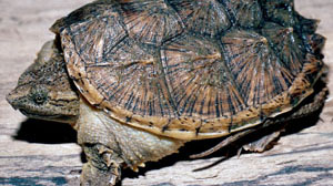 Kansas Herpetofaunal Atlas