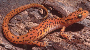 Kansas Herpetofaunal Atlas