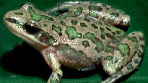 Kansas Herpetofaunal Atlas