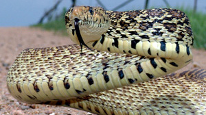 Kansas Herpetofaunal Atlas