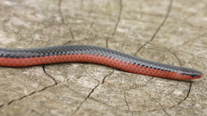 Kansas Herpetofaunal Atlas