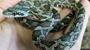 Kansas Herpetofaunal Atlas